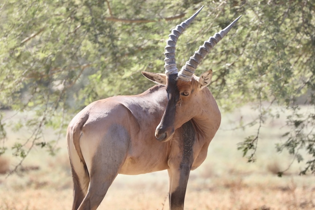 Tiang (Damaliscus lunatus tiang) - Know Your Mammals