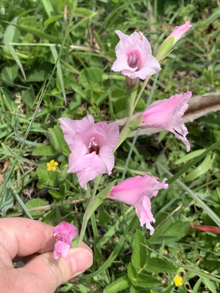 Salmon Gladiolus from Morgan's Bay, Eastern Cape, South Africa on ...