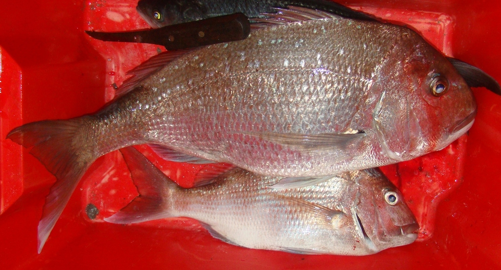 Australasian Snapper from Karamea on February 18, 2015 by Lisa Bennett ...