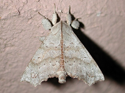 Angel Moth from Westchester County, NY, USA on June 27, 2010 at 05:49 ...