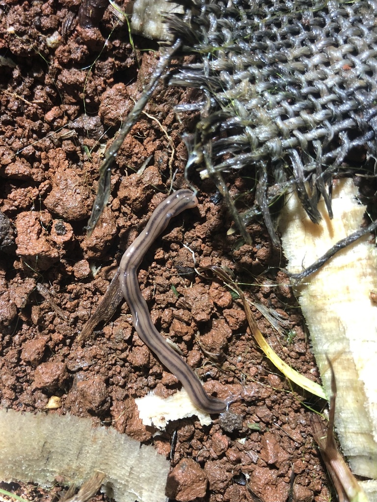 Yellow Flatworm from KZN, ZA on December 21, 2021 at 08:25 PM by lemon8 ...