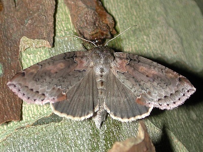 Tufted Thyatirine Moth from Jamaica Bay Wildlife Refuge, Queens, NY ...