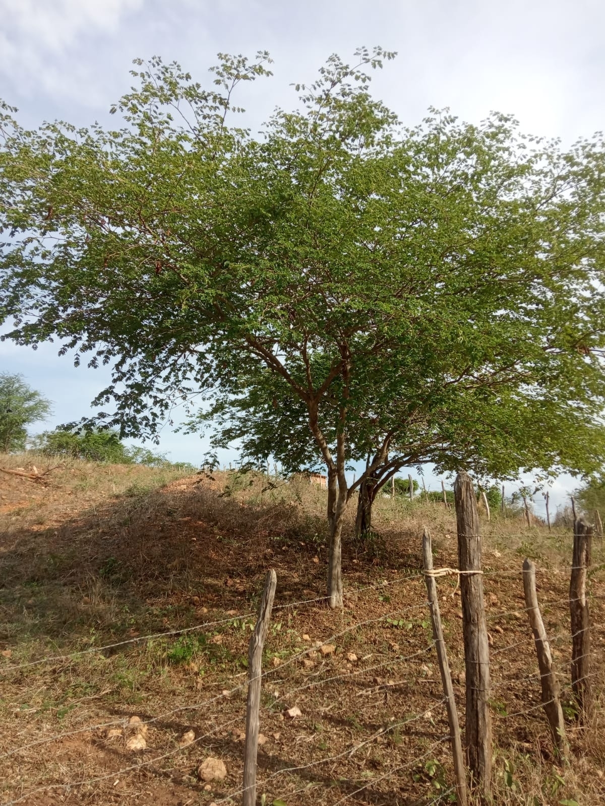 Libidibia ferrea (Mart. ex Tul.) L.P.Queiroz