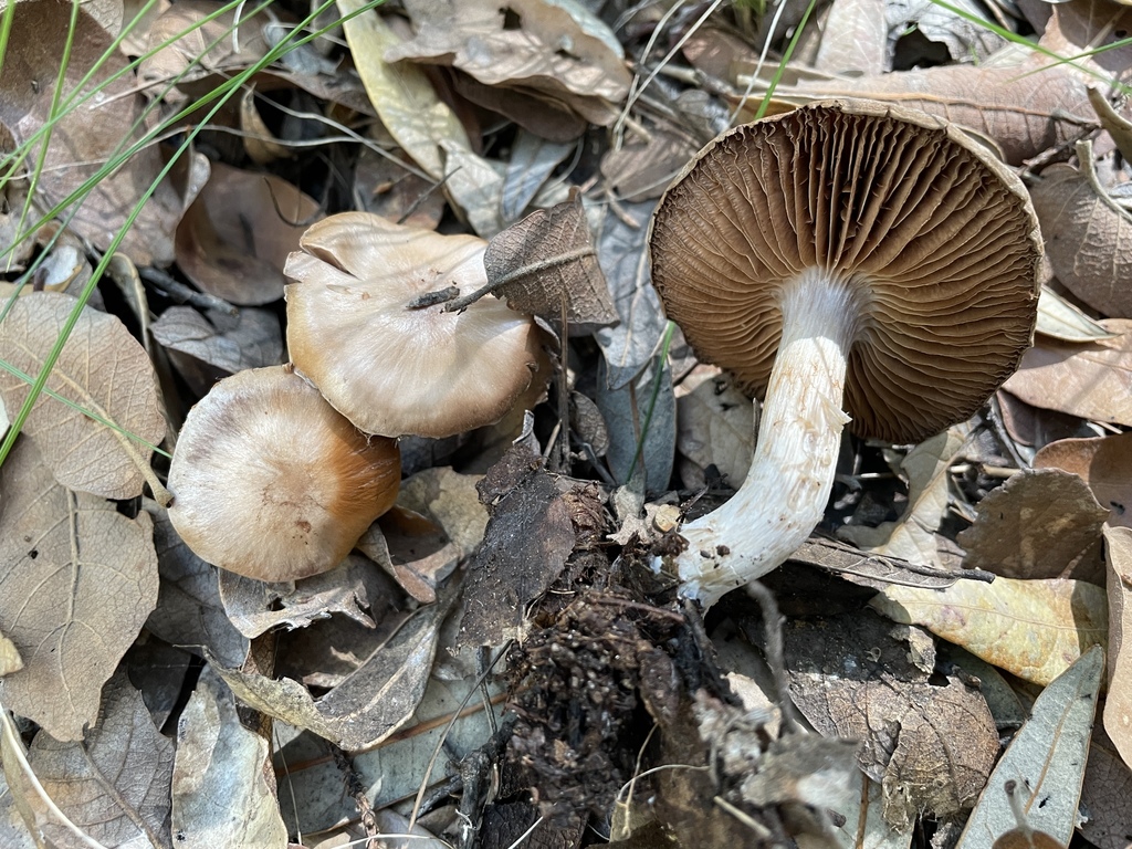 Webcaps in August 2021 by Jonathan Frank · iNaturalist