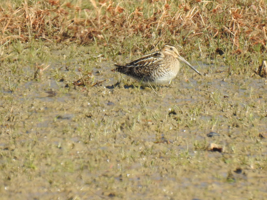 Wilson's Snipe from The Colony, TX, USA on December 21, 2021 at 12:27 ...