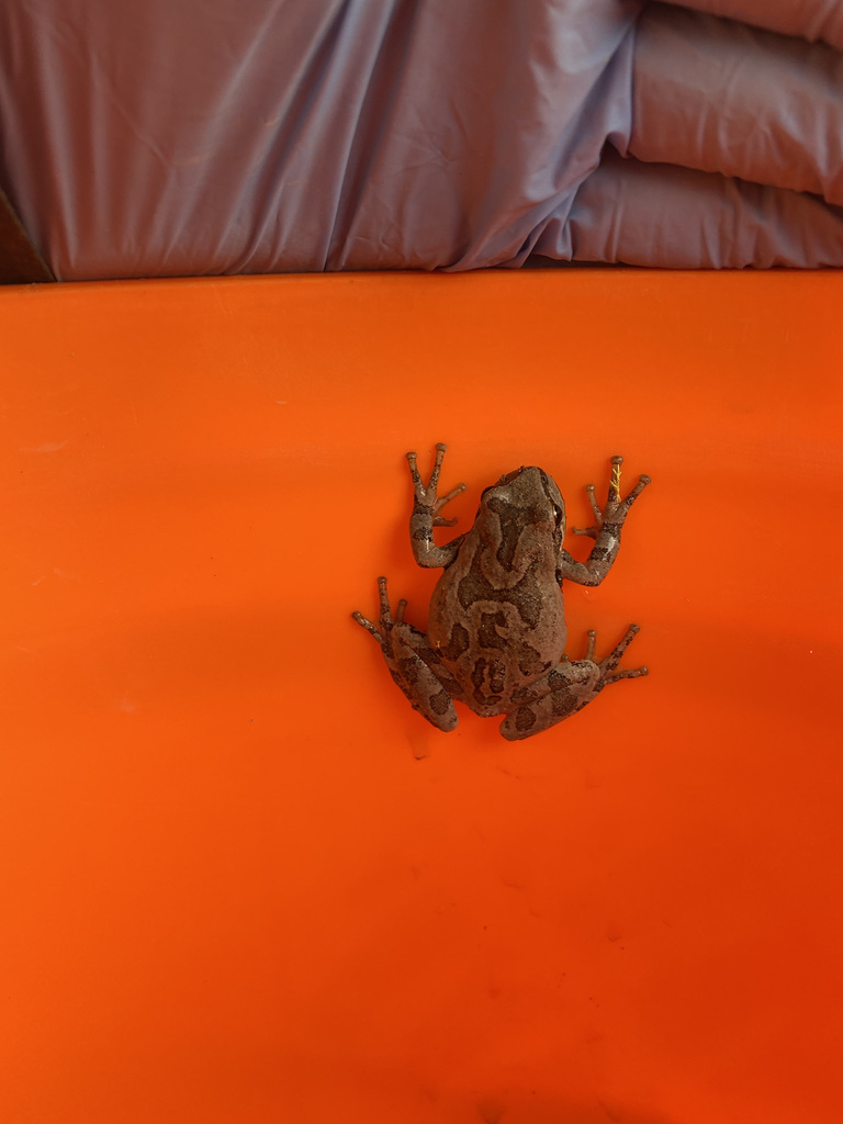 Northern Pacific Tree Frog from Thompson-Nicola, BC, Canada on July 25 ...