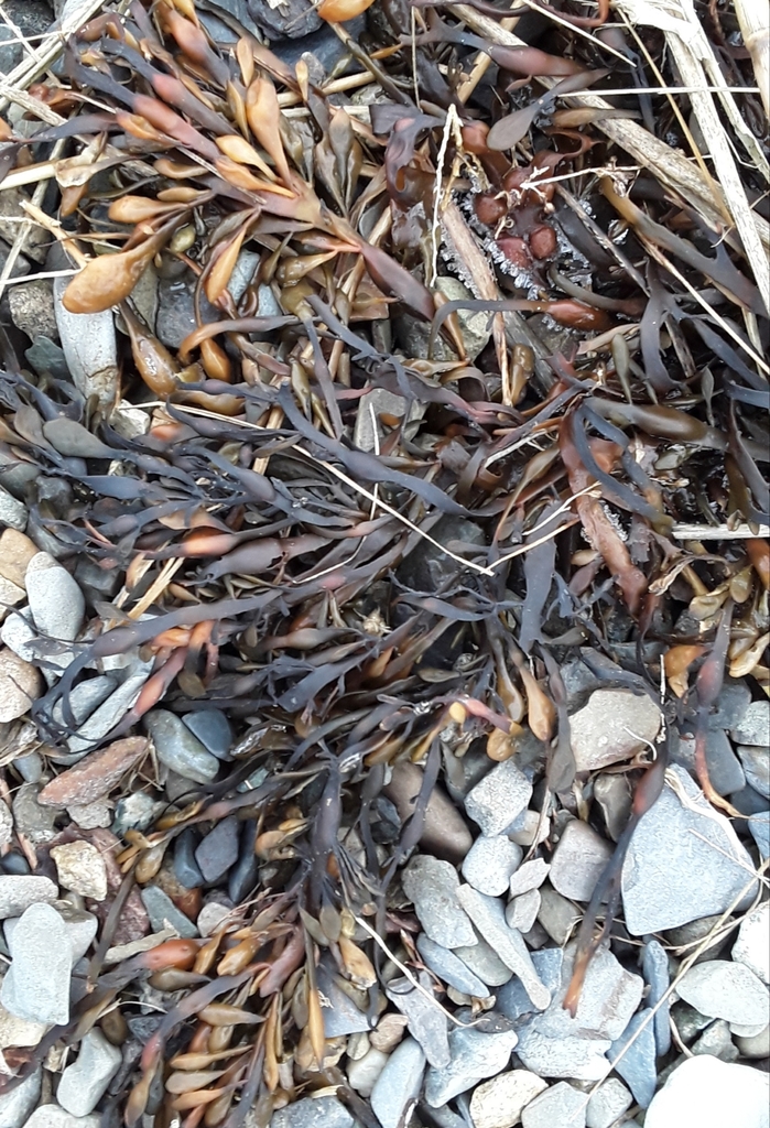 Knotted Wrack from Hingham, Massachusetts 02043, États-Unis on December ...