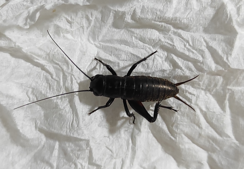 Southern Field Cricket from Castelldefels, Barcelona, Espanya on ...