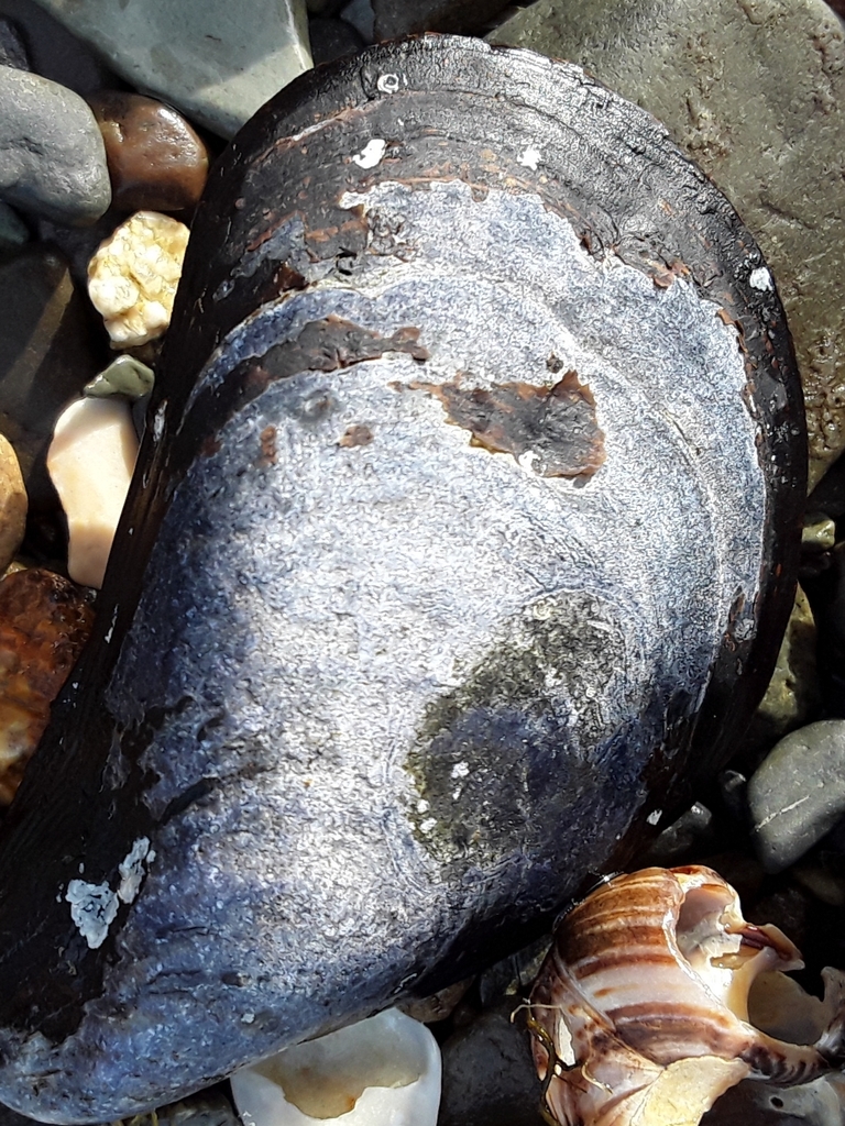 Blue Mussel from Hingham, Massachusetts, États-Unis on December 21 ...