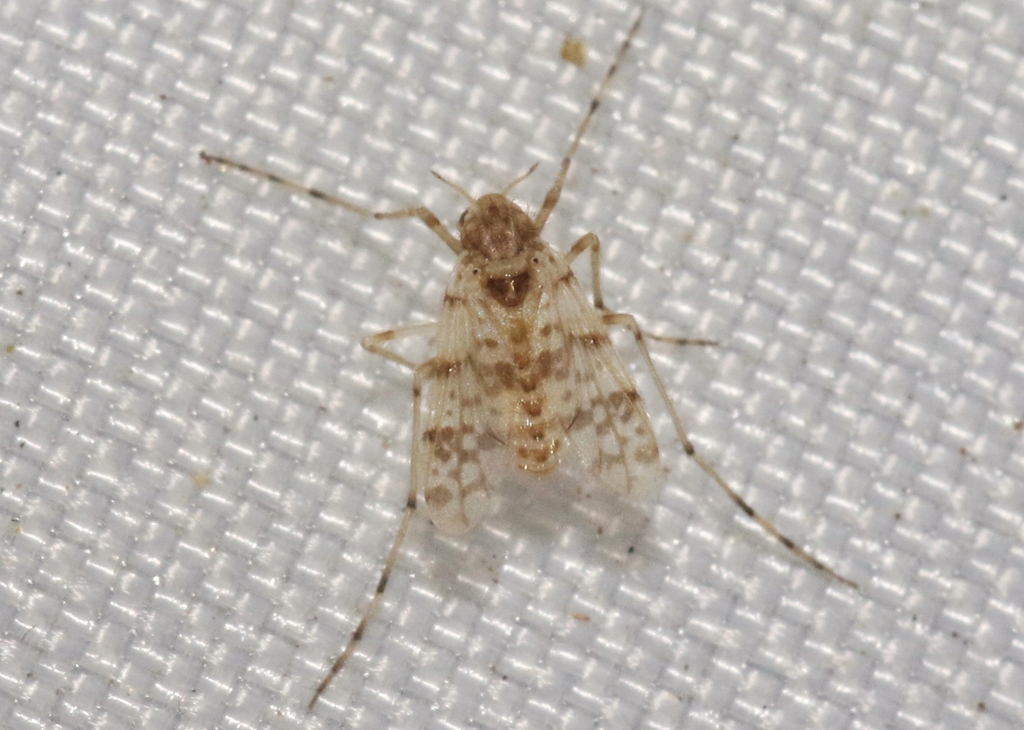 Thienemannimyia barberi from McAllen, TX, USA on December 17, 2021 at ...