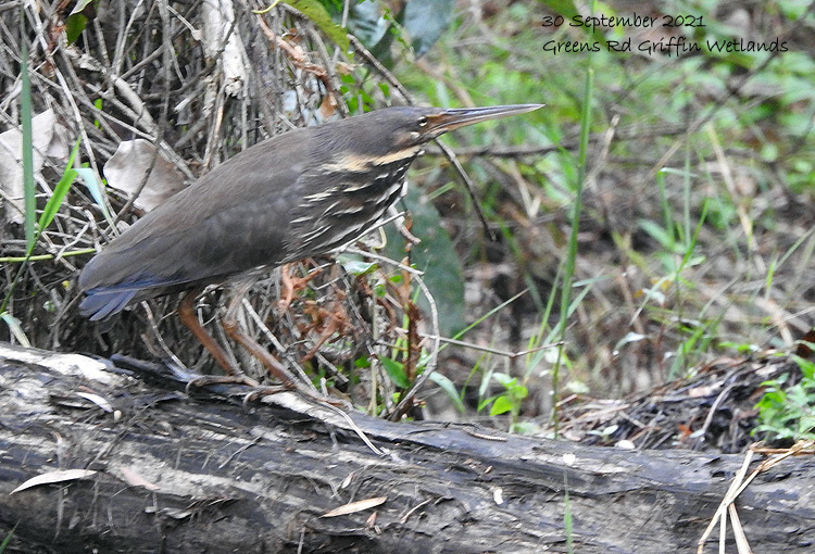 Black Bittern from Griffin QLD 4503, Australia on September 30, 2021 at ...