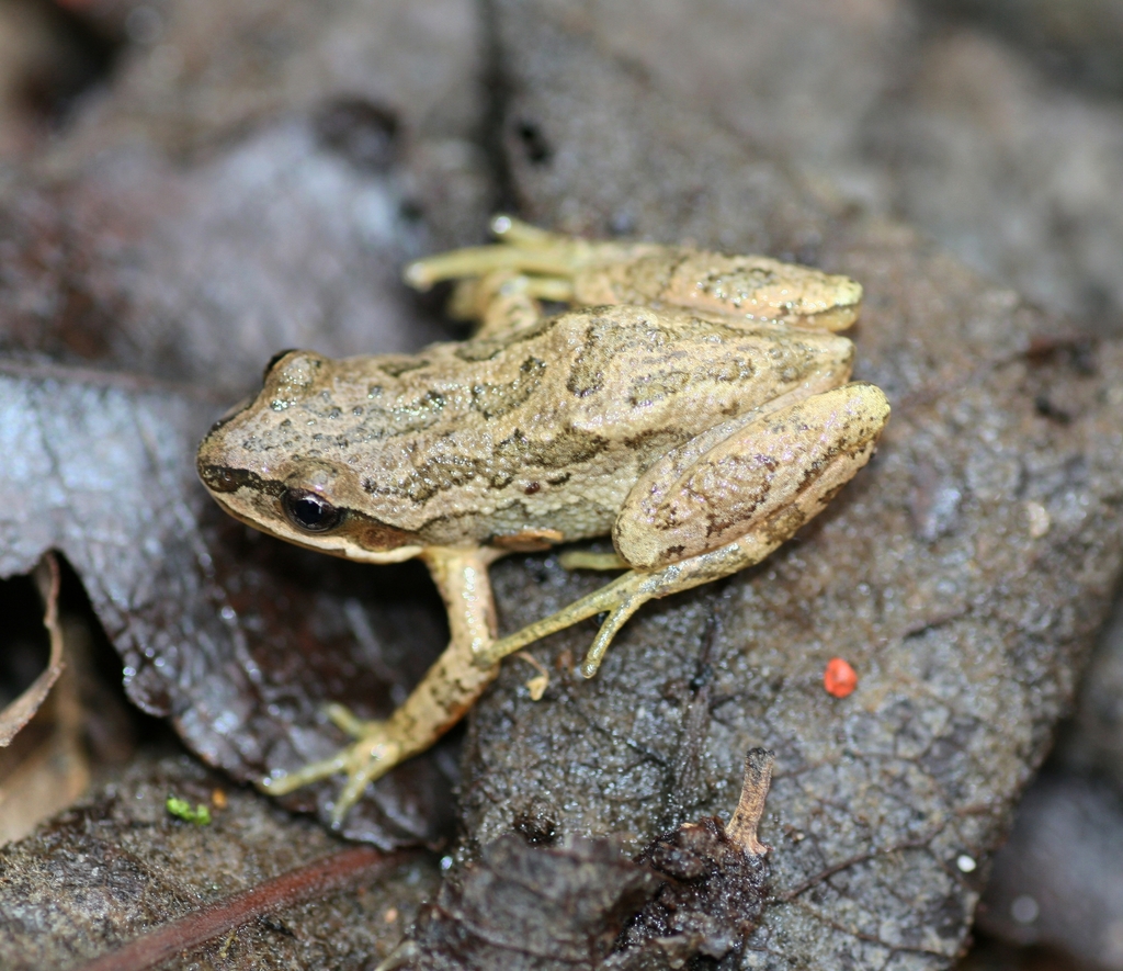 Western Chorus Frog from Westminster, London, ON, Canada on May 09 ...