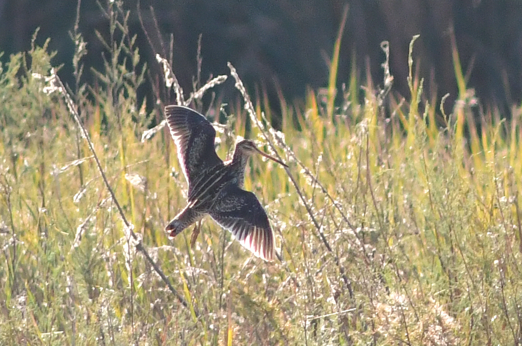 Wilson's Snipe from Imperial County, CA, USA on 20 December, 2021 at 10 ...