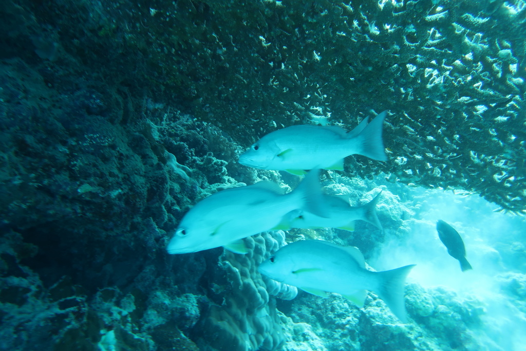 Moses' Snapper from John Brewer Reef, QLD, Australia on December 21 ...