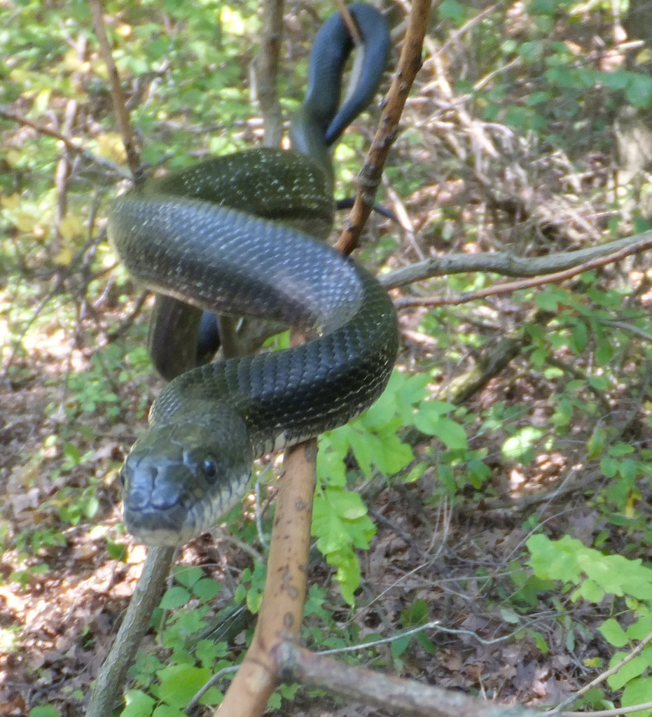Gray Ratsnake in September 2017 by asper. Placing here until the ...