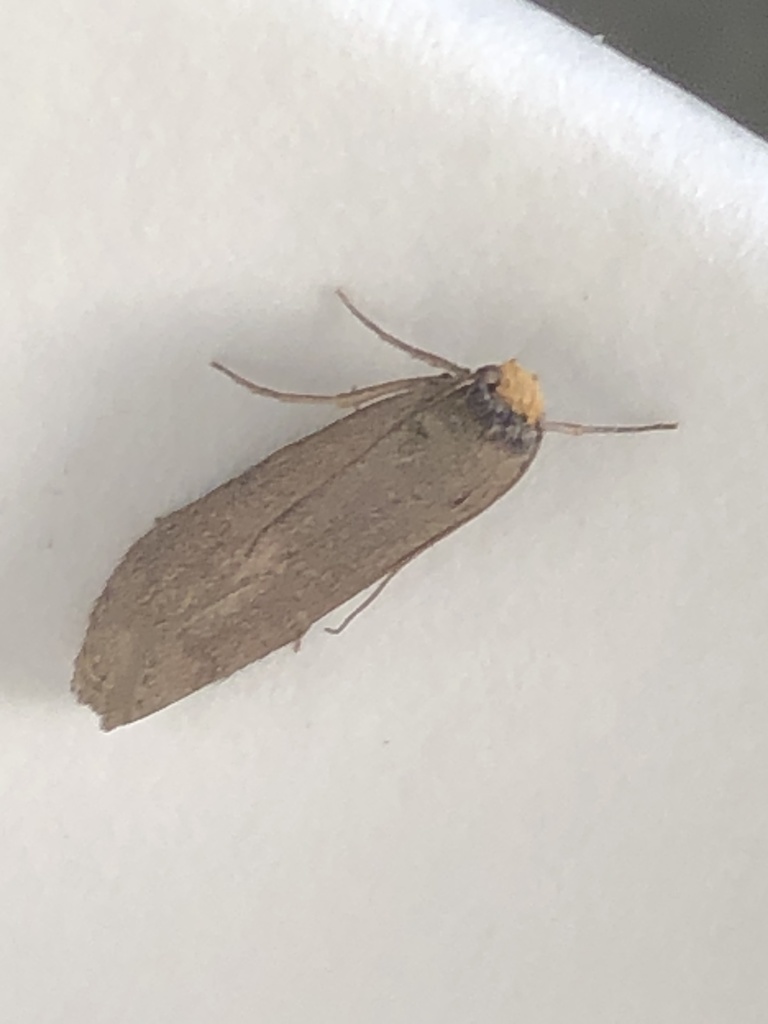 Lesser Wax Moth from Sanibel Island, Sanibel, FL, US on December 21 ...