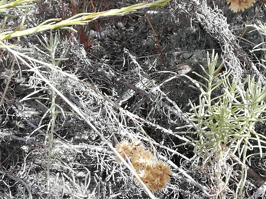 Spiny-footed Lizard from Grândola, Portugal on August 13, 2021 at 11:58 ...