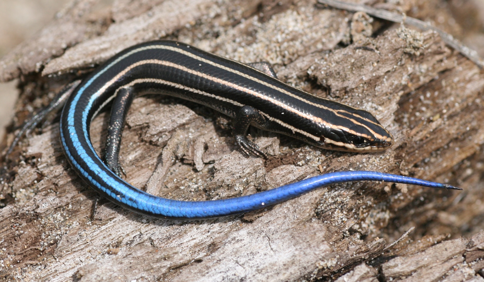 Skink