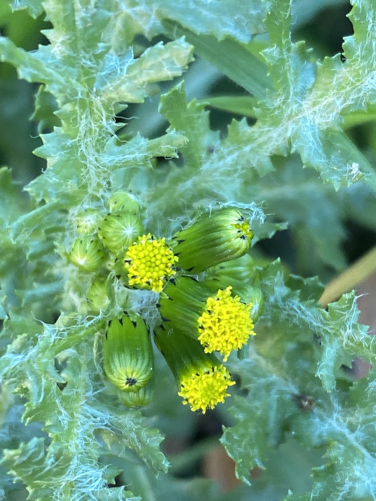 common groundsel from University of North Texas, Denton, TX, US on ...