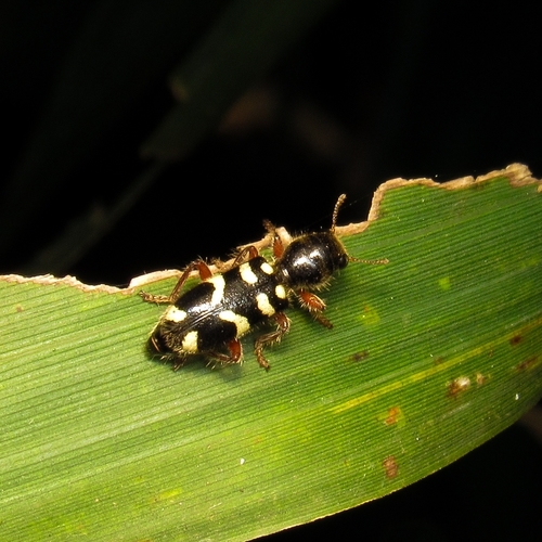 Enoclerus sobrinus · iNaturalist