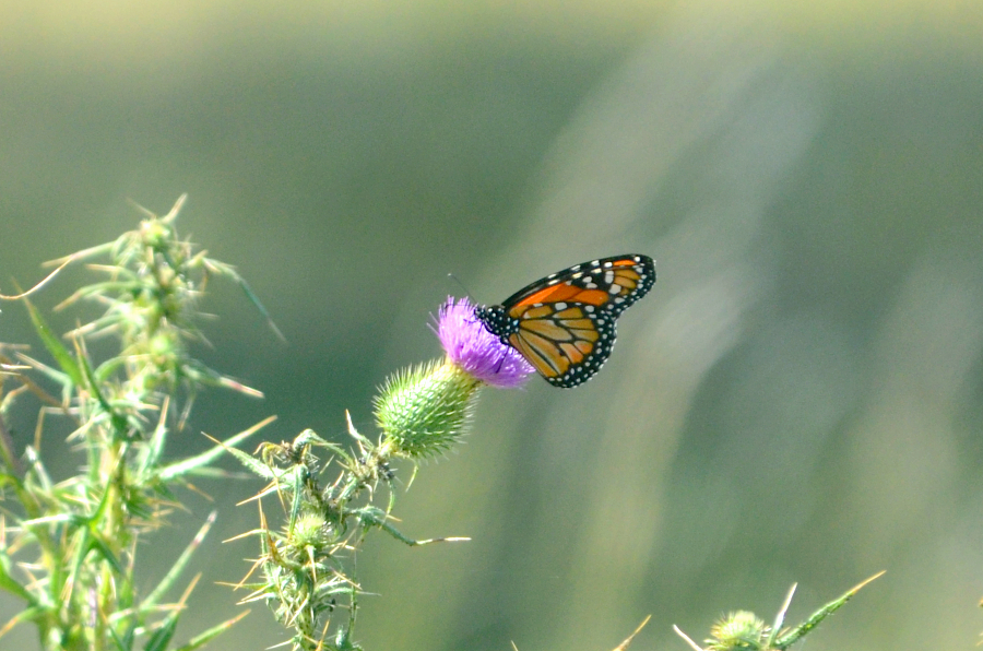 Southern Monarch in December 2021 by Diego Caballero · iNaturalist