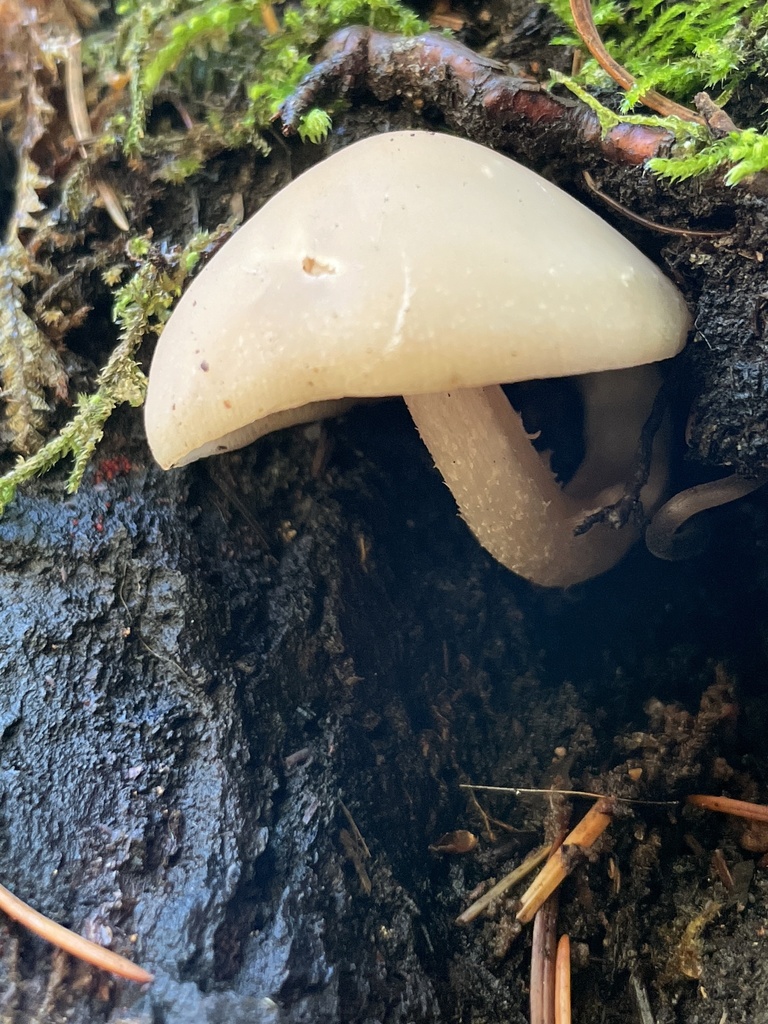 chestnut brittlestem from The Plateau Club Golf Course, Sammamish, WA ...