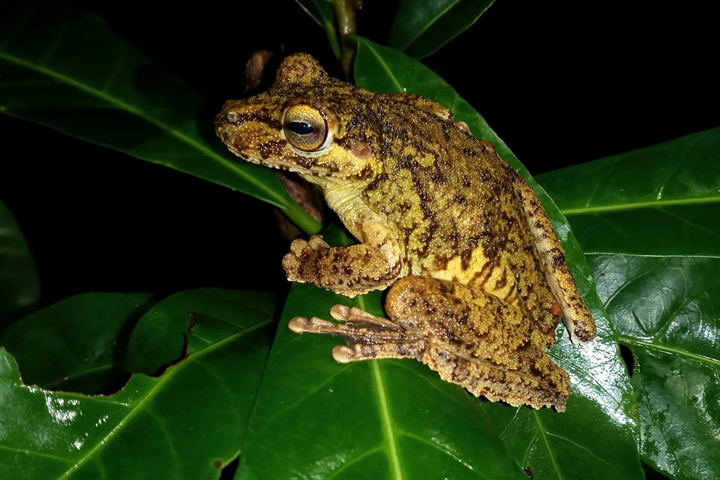 Fringe-footed Tree Frog from Estação Ecológica de Murici on December 16 ...