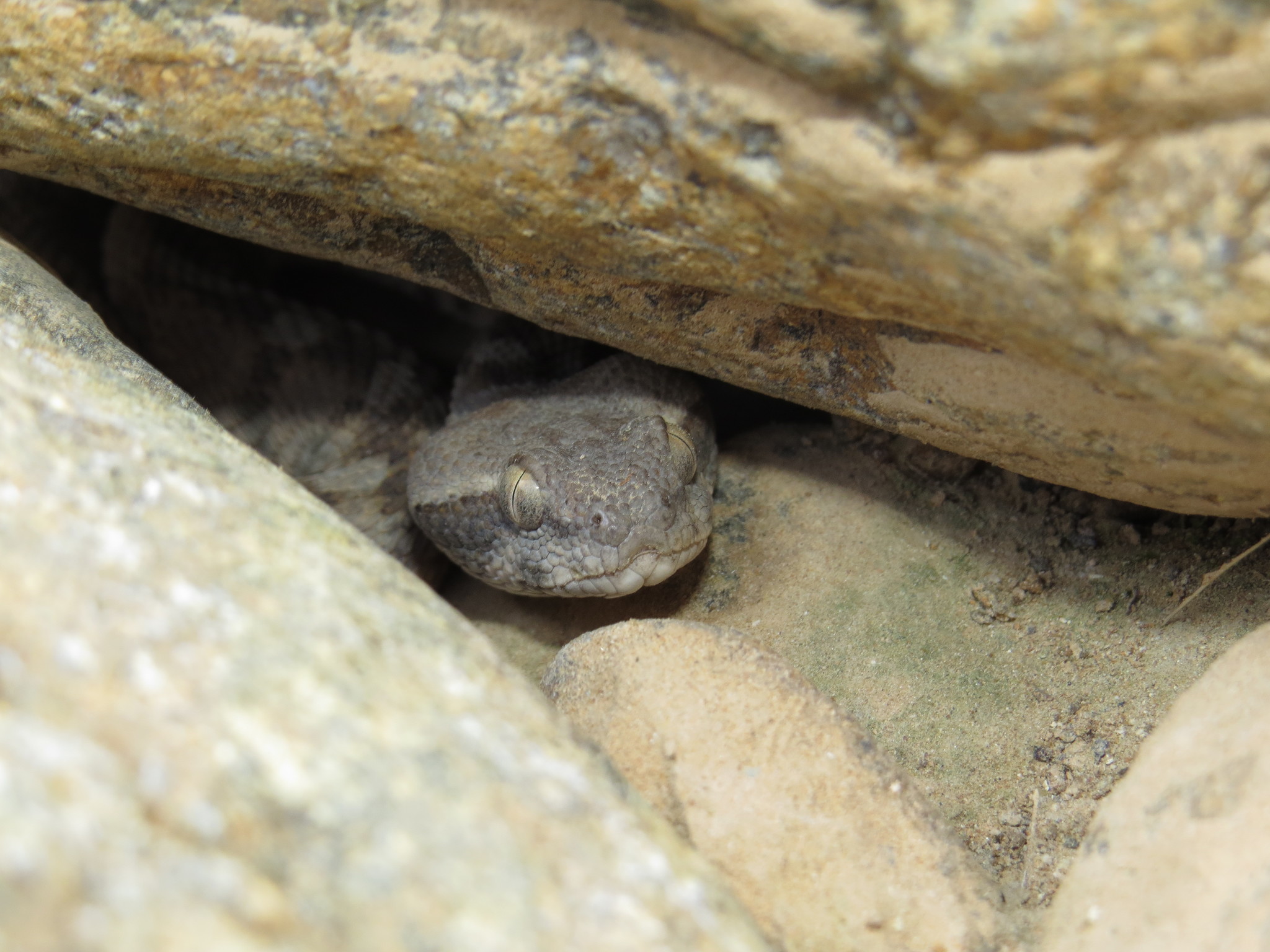 Echis omanensis Babocsay, 2004