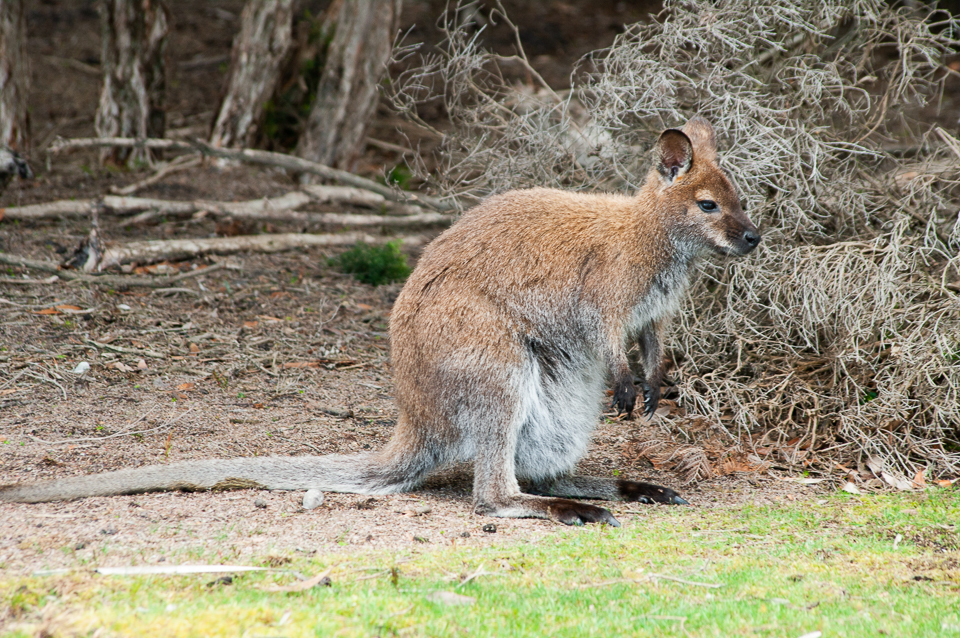 Bennett's Wallaby (Notamacropus rufogriseus rufogriseus) - Know Your ...