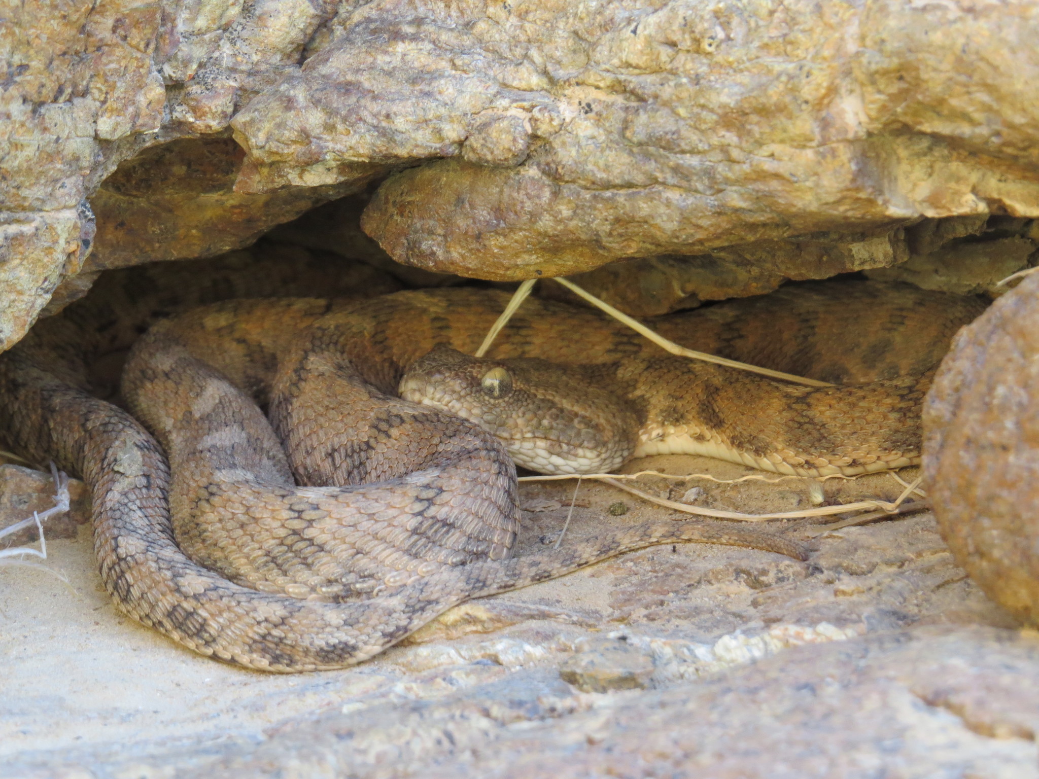 Echis omanensis Babocsay, 2004