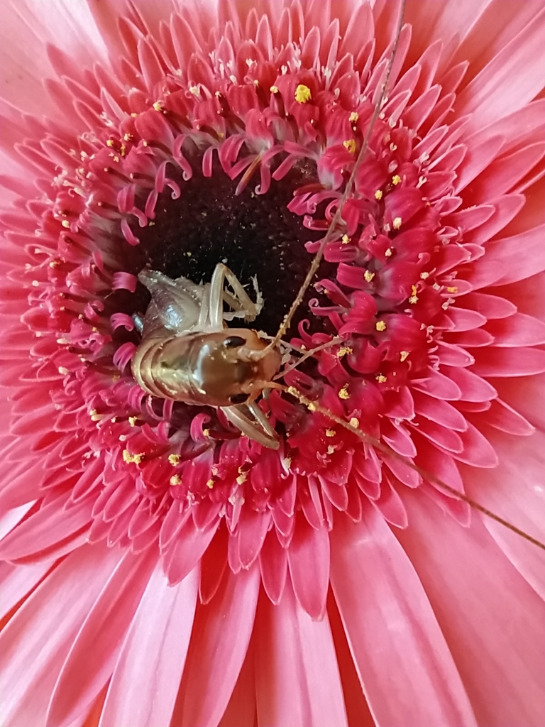 Ground Wētā from Huntsbury, Christchurch 8022, New Zealand on December ...