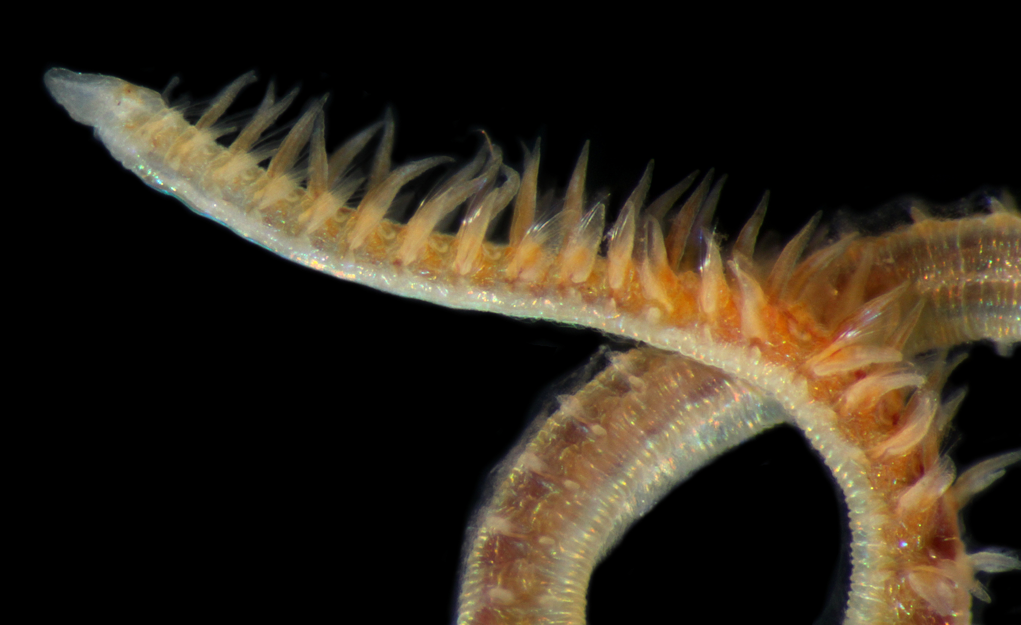 Aonides Claparède, 1864