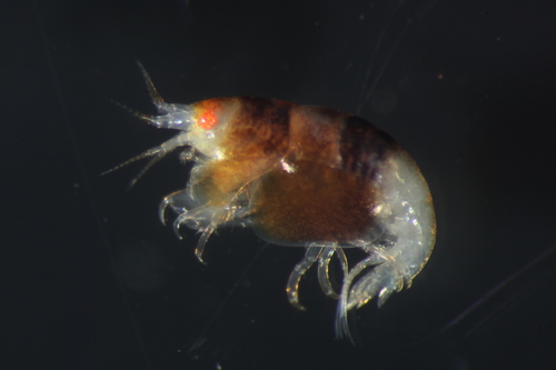 Vonimetopa barnardi · iNaturalist