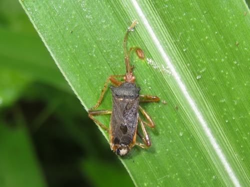 Anasa sinuaticollis · iNaturalist