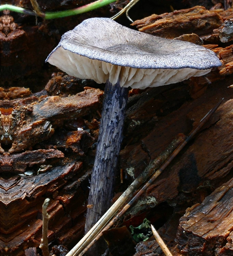Leptonia cyanea occidentalis from Santa Cruz County, CA, USA on ...