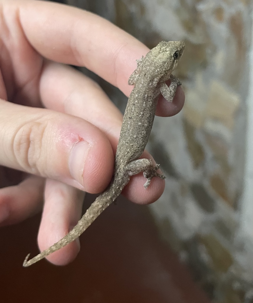 Asian House Gecko from Stirling Rd, Davie, FL, US on December 21, 2021 ...