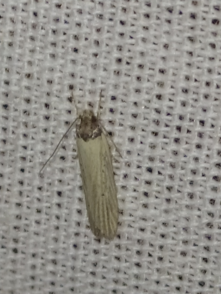 Dark-collared Tinea Moth from Cumbria, 54740 Cuautitlán Izcalli, Méx ...