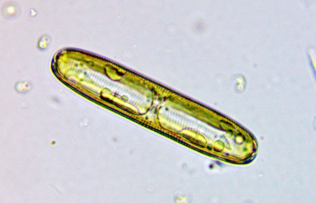 Pinnularia viridis from North Brunswick Township, NJ, USA on December 1 ...