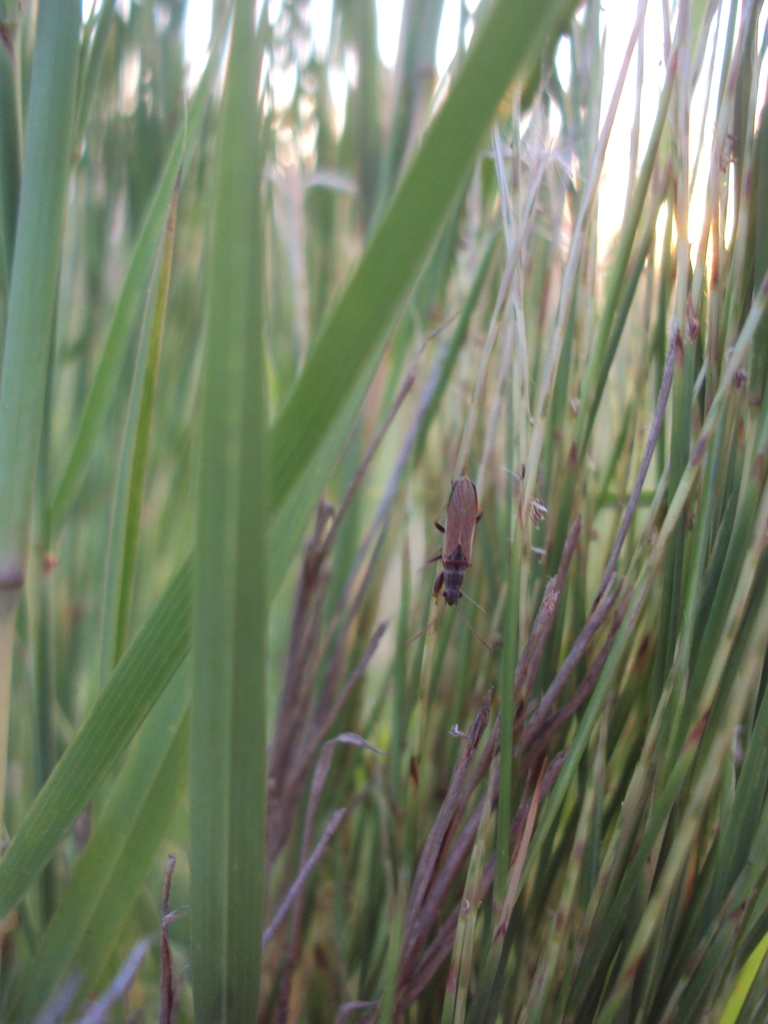 Paromius procerulus from González Moreno, Provincia de Buenos Aires ...