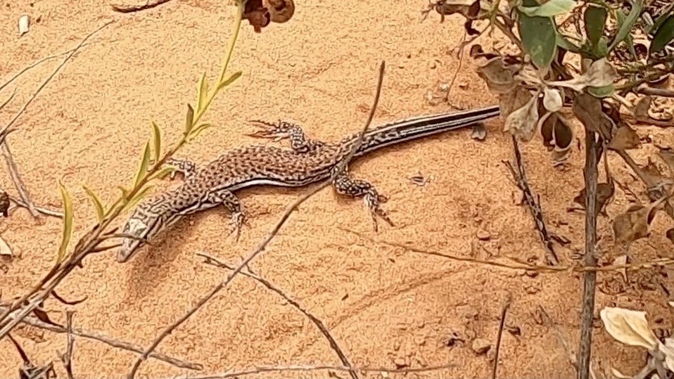 Rusty Desert Monitor from Shark Bay Marine Park, Denham, WA, AU on ...