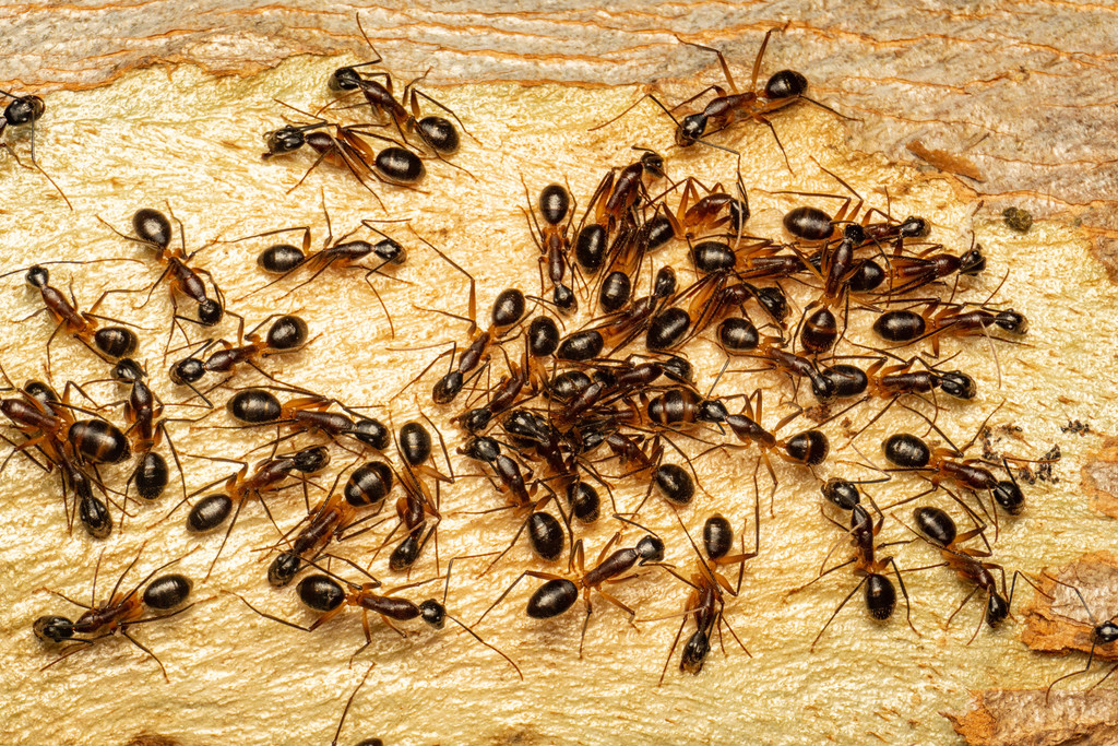Camponotus confusus from Ayr QLD 4807, Australia on December 21, 2021 ...