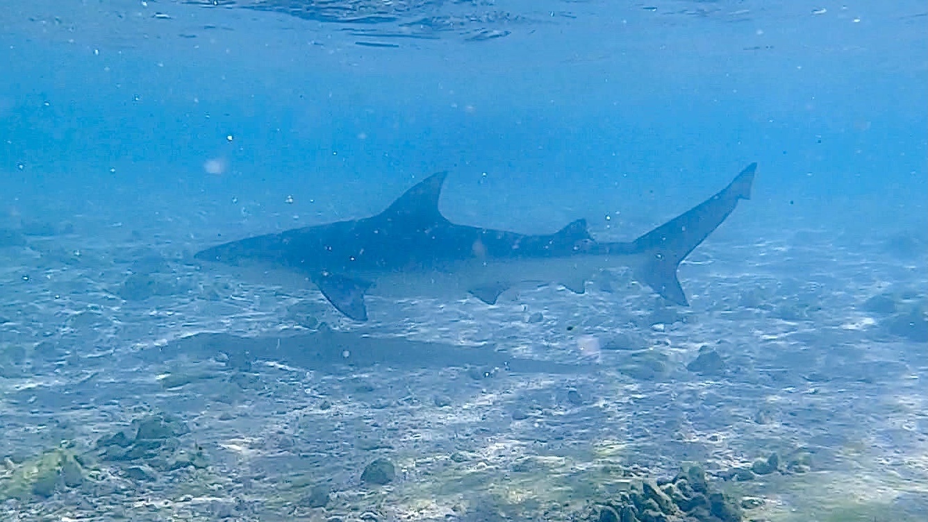 Carcharhinus cautus (Whitley, 1945)