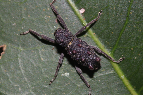 Poropterus angustus · iNaturalist