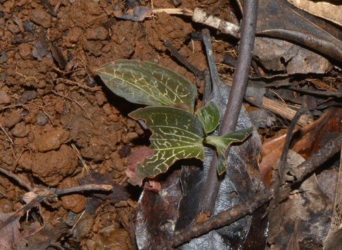 Anoectochilus imitans · iNaturalist