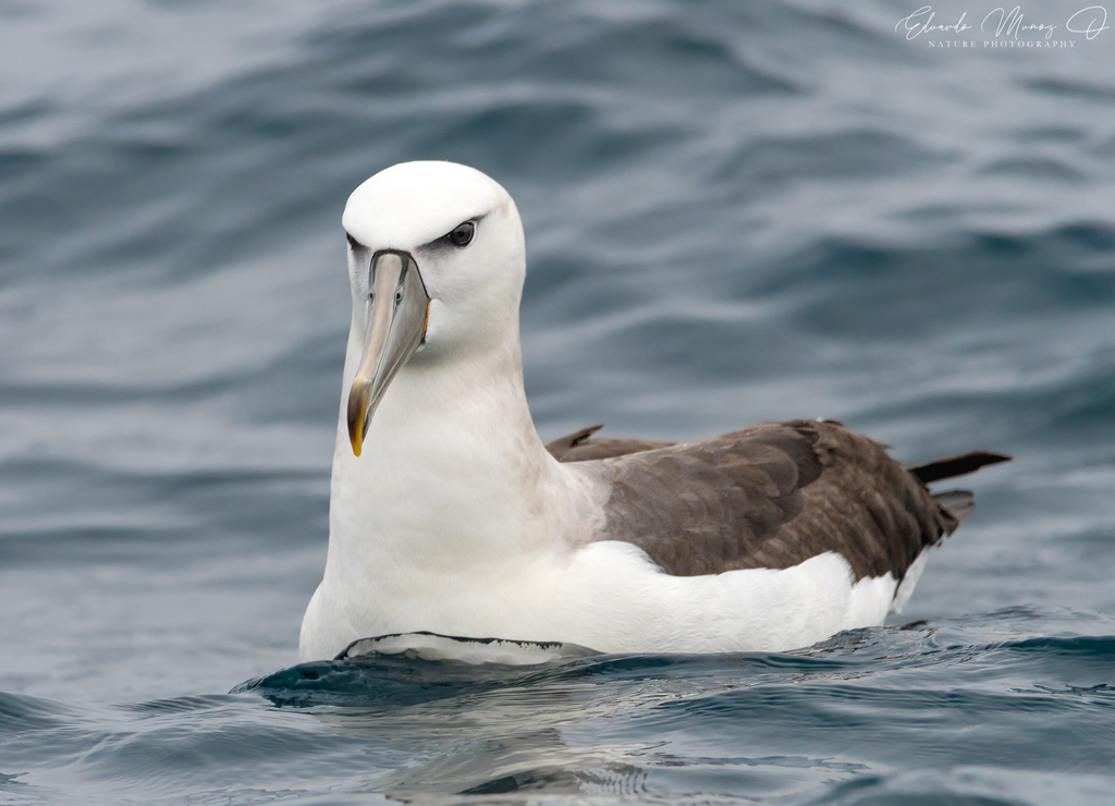 White-capped Albatross in August 2021 by Eduardo Muñoz Orellana ...