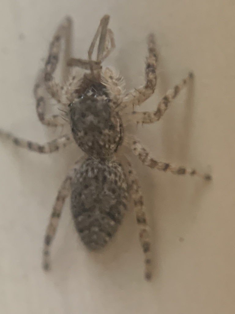 Tan Jumping Spider in August 2021 by Nicole · iNaturalist