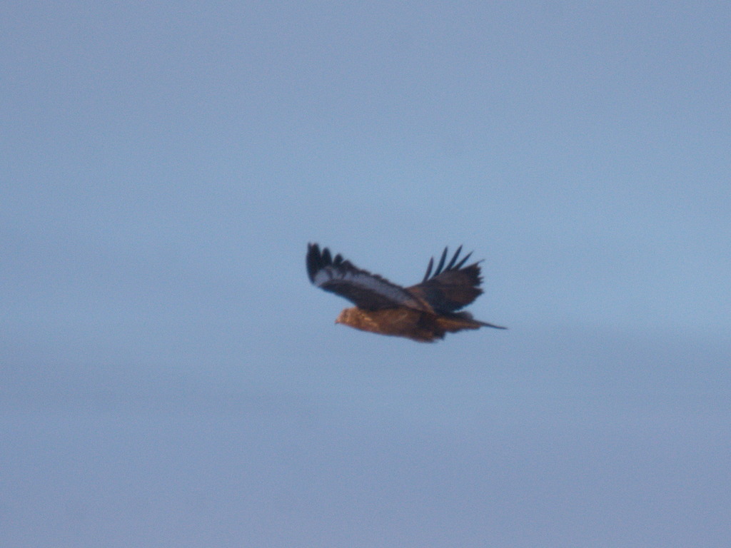 Upland Buzzard from Kosh-Agachskiy rayon, Gorno-Altay, Russia on ...