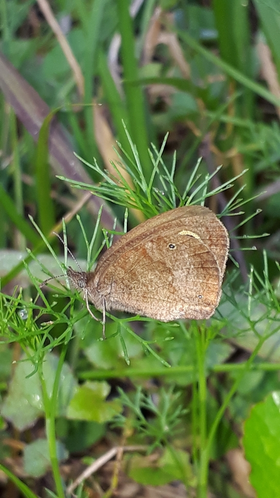 Rainforest Brown from Marius river road on December 22, 2021 at 07:03 ...