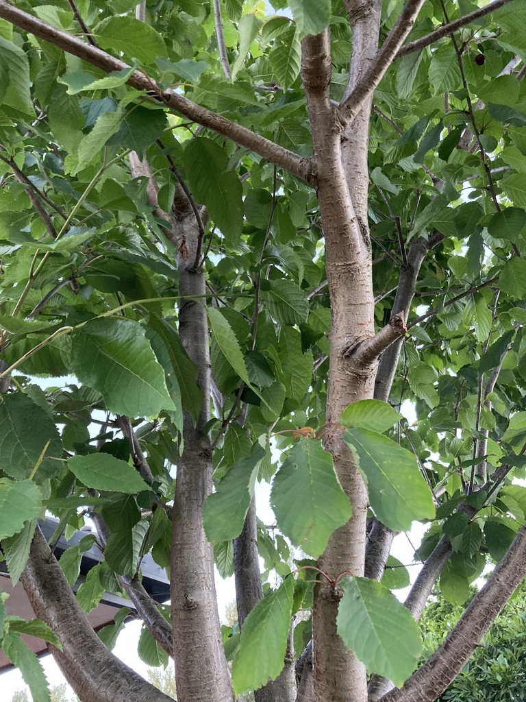 wild cherry from Cataluna Place, Hei Hei, Canterbury, NZ on December 22 ...