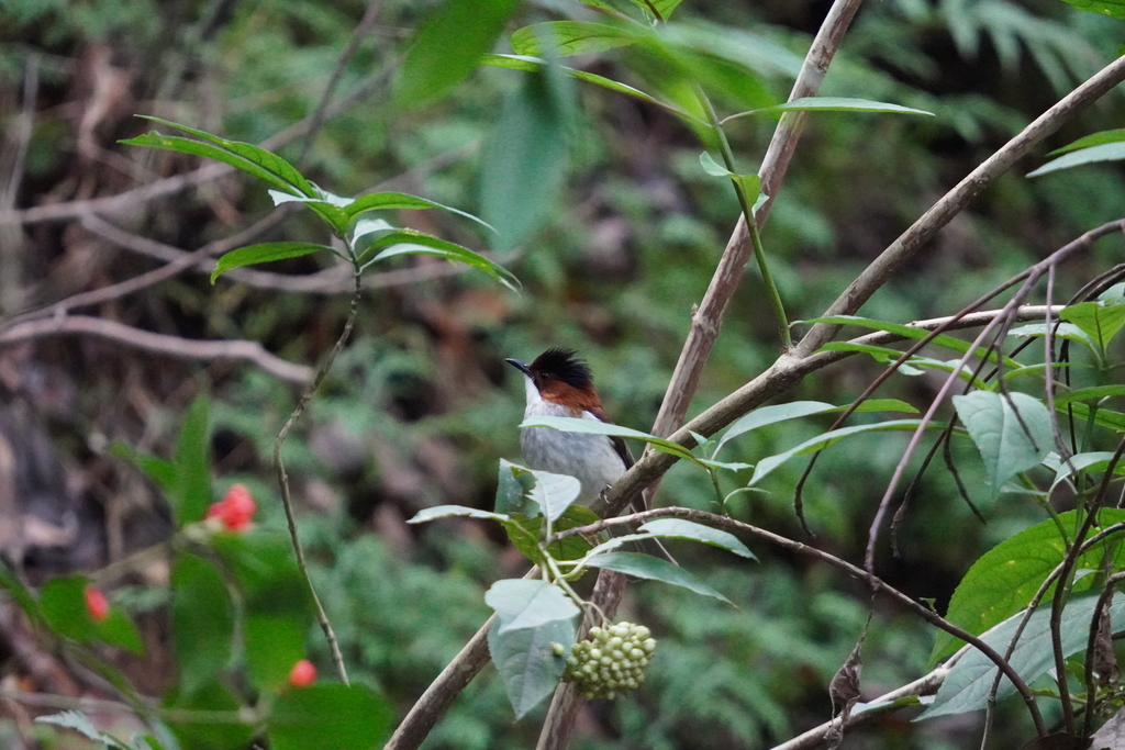 Chestnut Bulbul in December 2021 by tkp123 · iNaturalist